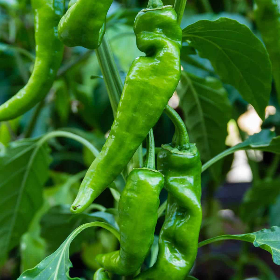 Spring & Summer Vegetable Seeds – Vitaro Genetics