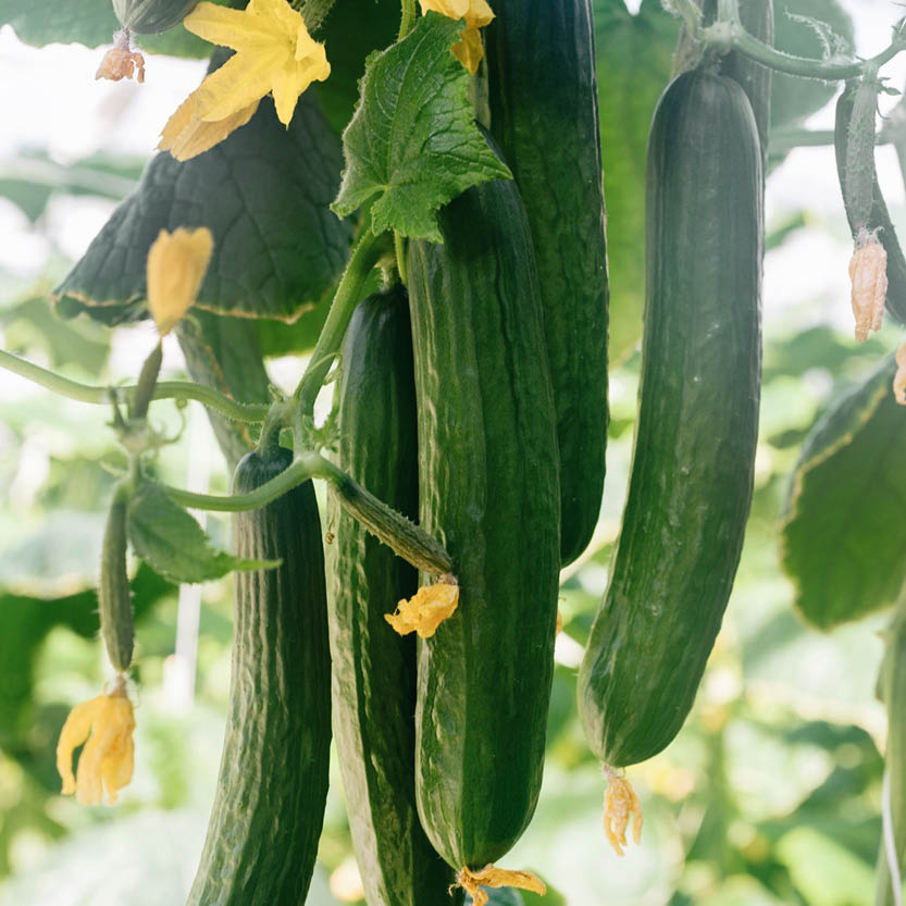 Hortus improved Cucumber 1.5gm Seeds – Vitaro Genetics