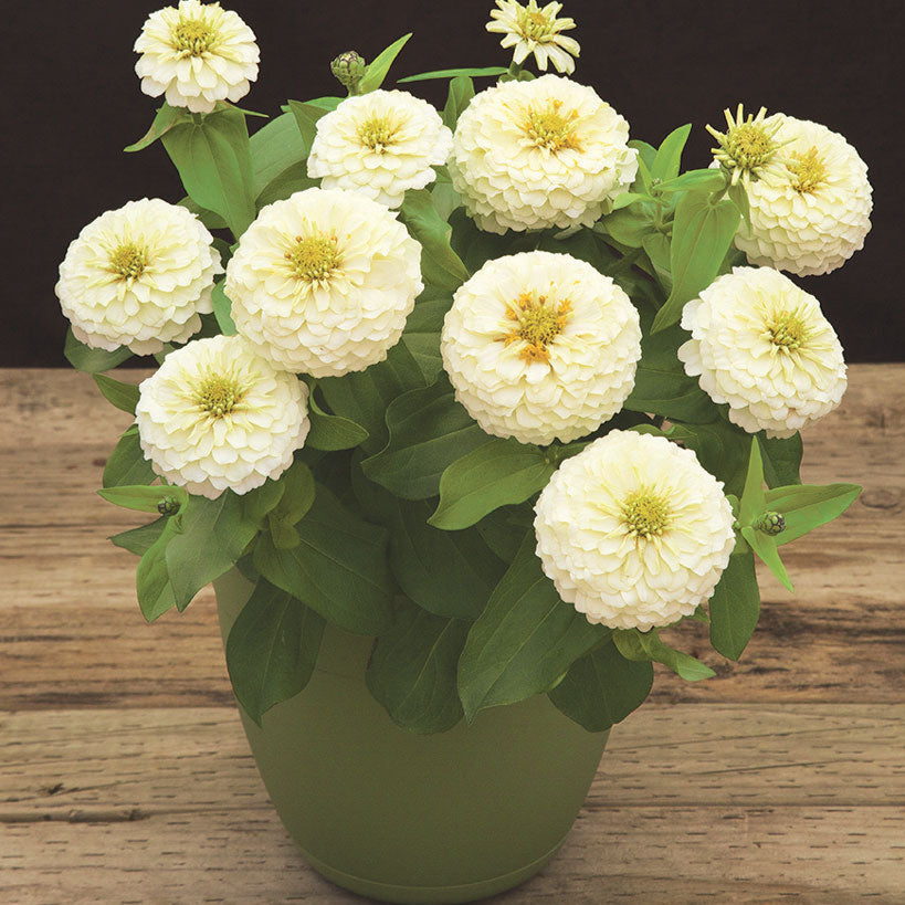 F1 Zinnia Elegans Vision White Dwarf 1gm (150+ Seeds) – Vitaro Genetics