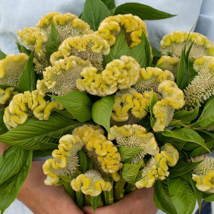 Celosia Cristata Cockscomb Lemon Lime Dwarf 1gm (1300 Seeds) – Vitaro ...