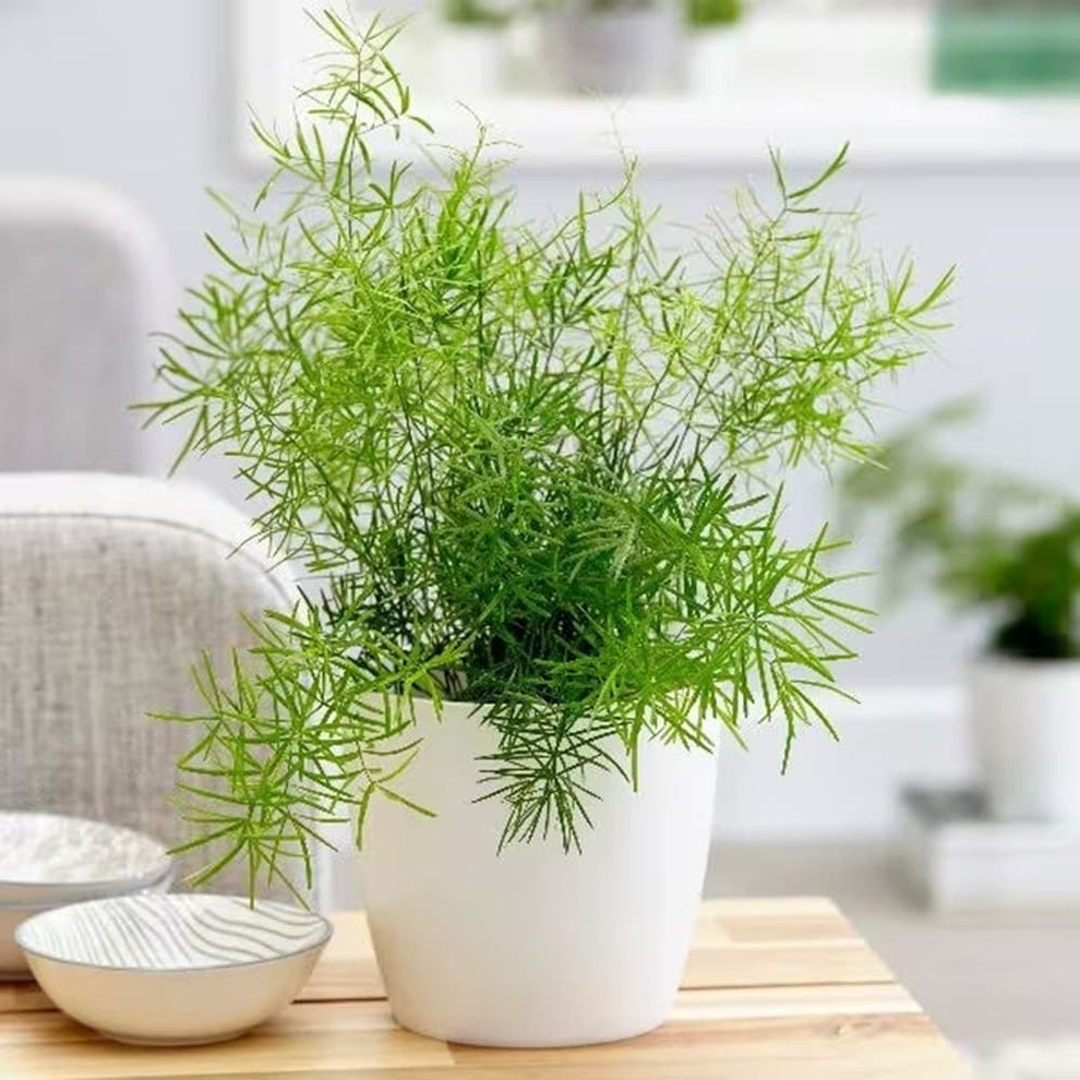 Asparagus Sprengeri (10 Seed) – Vitaro Genetics
