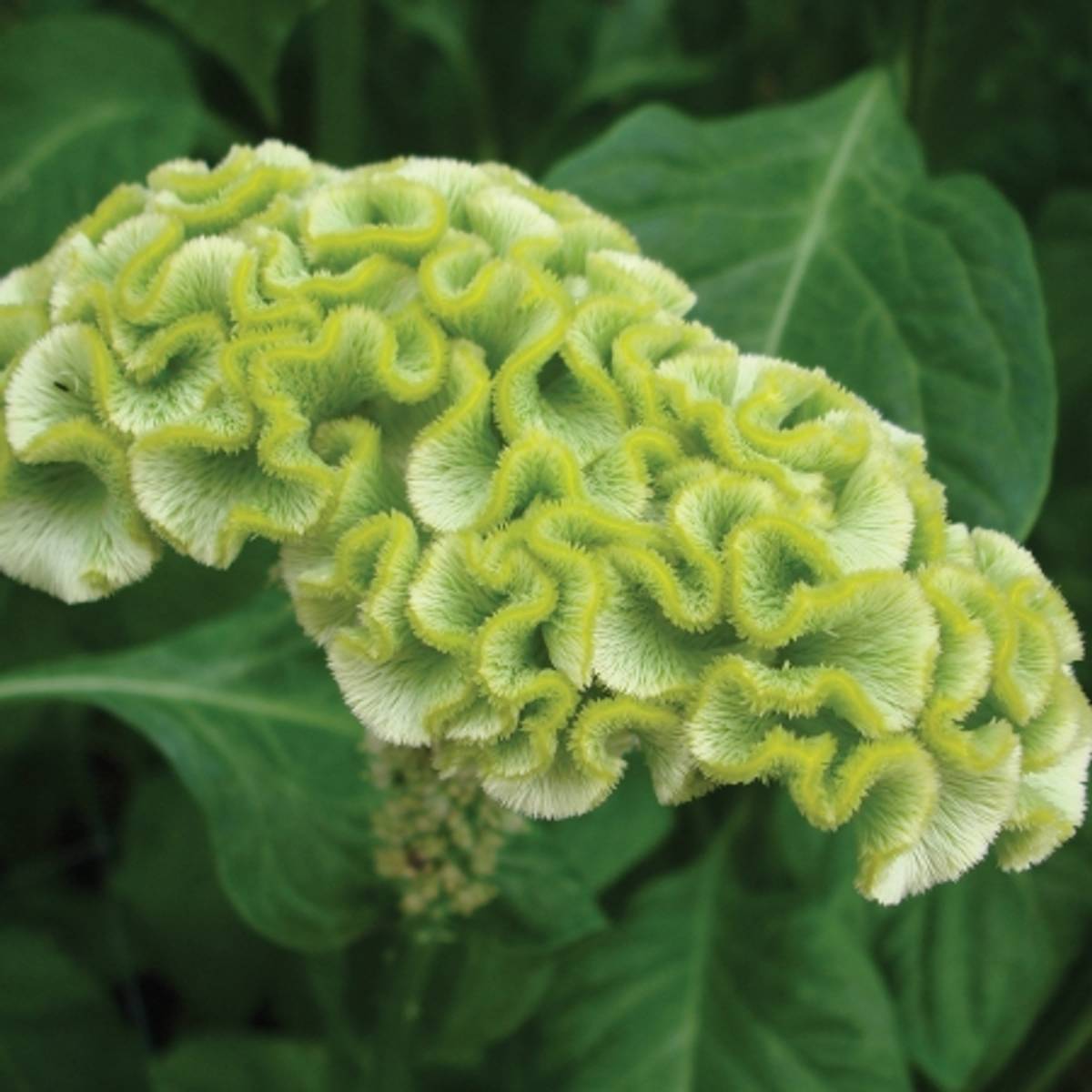 Celosia Cristata Cockscomb Lemon Lime Dwarf 1gm (1300 Seeds) – Vitaro ...